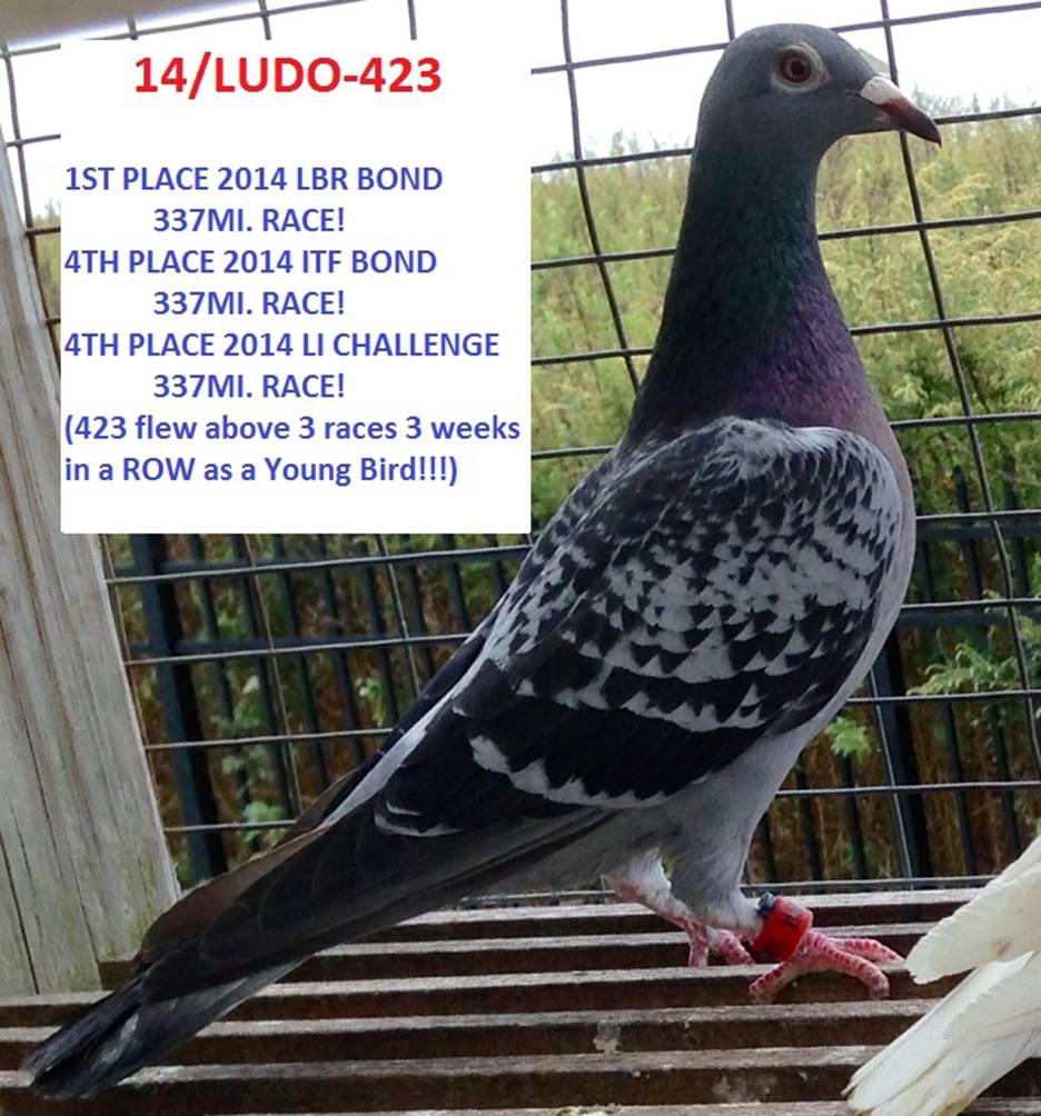 LUDO Breeding Catalogue