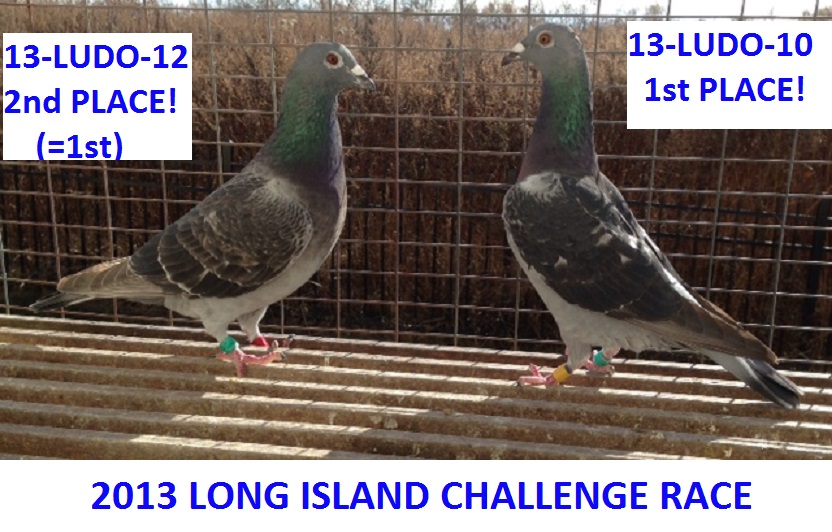 LUDO Breeding Catalogue