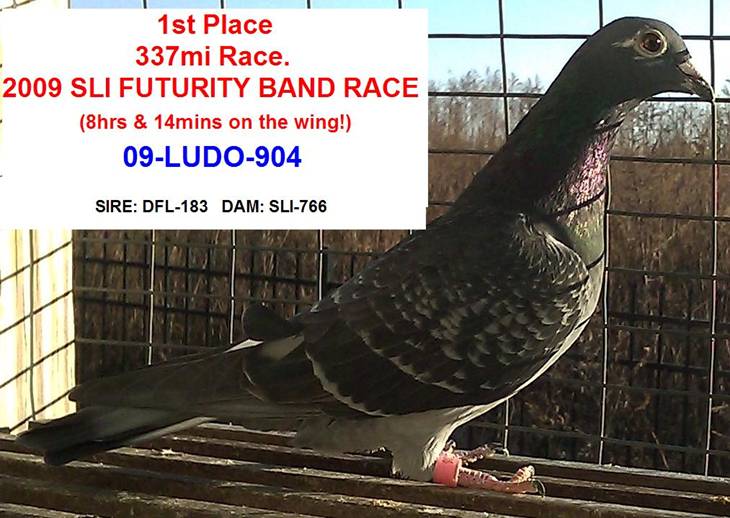 LUDO Breeding Catalogue