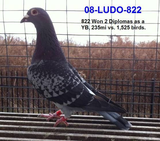 LUDO Breeding Catalogue