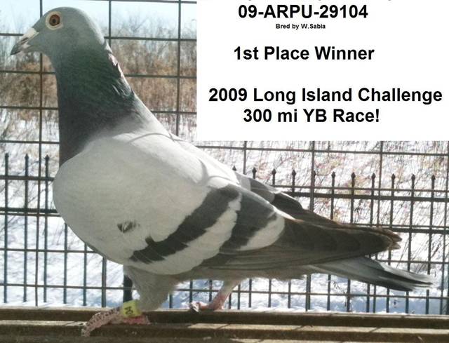 LUDO Breeding Catalogue